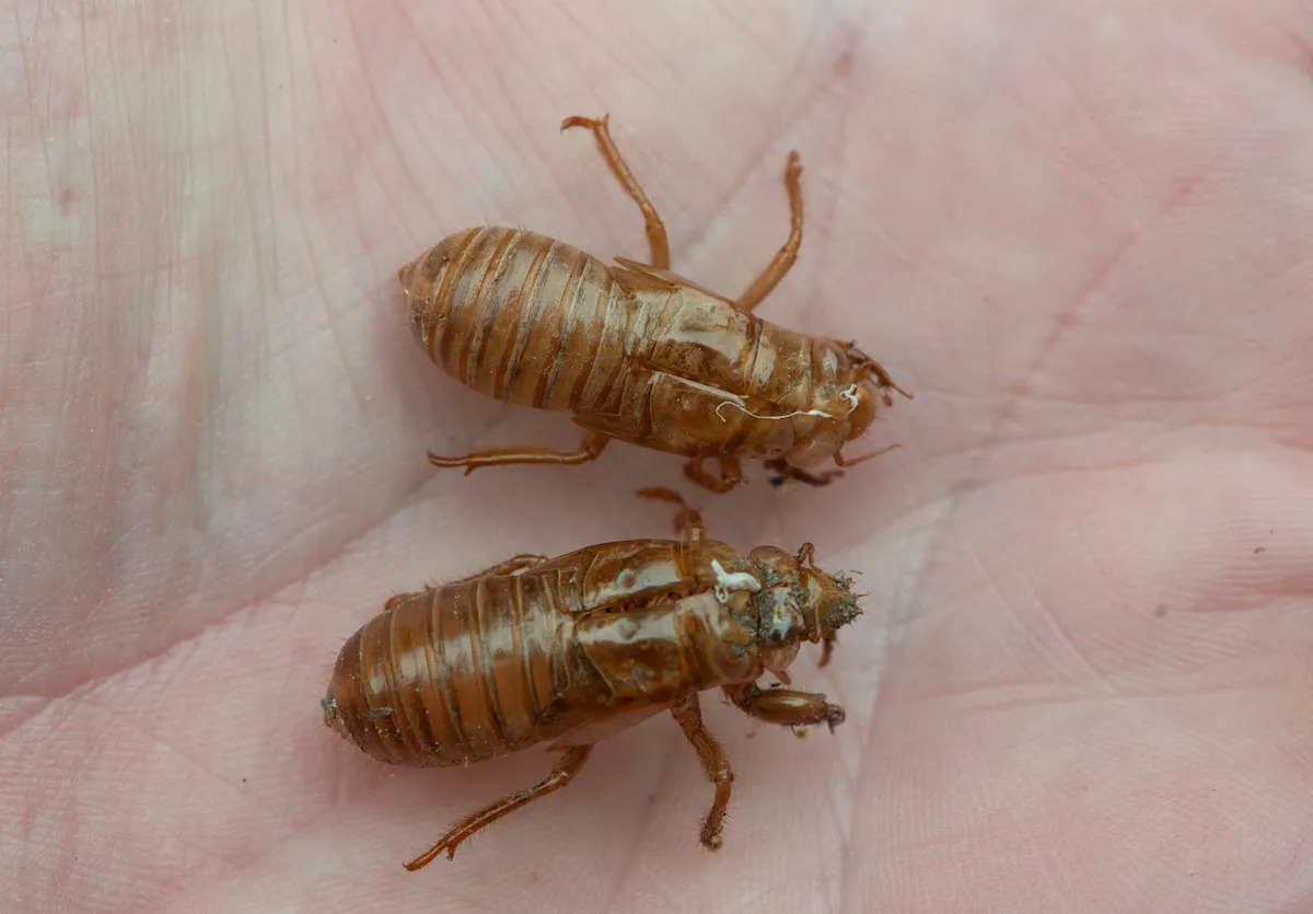 Feeling itchy? Tiny mites may be biting after this year's cicada ...